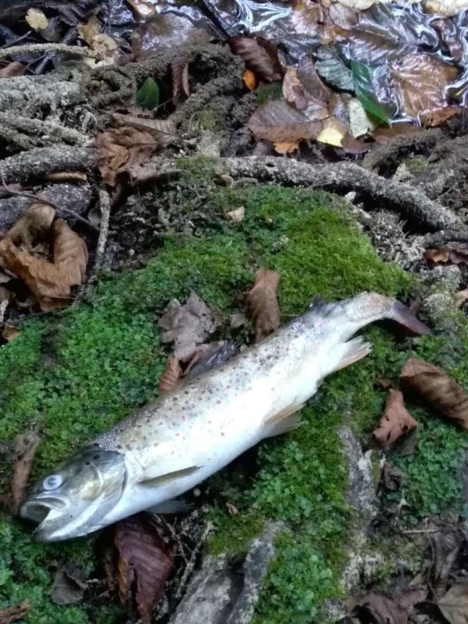 Deponija Gradac izazvala pomor ribe - PV INFORMER