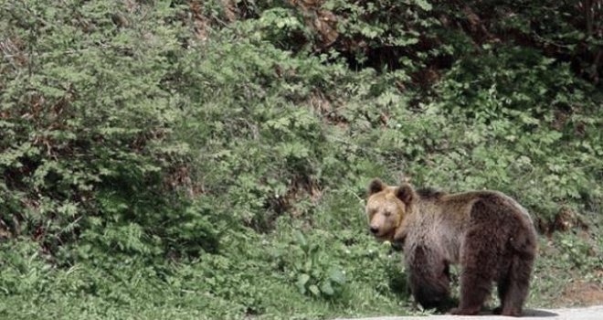 POGLEDAJTE: Medvjed na putu Ljutići – Mataruge - PV INFORMER