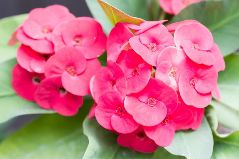 OVAKO SE NJEGUJE I GAJI ISUSOV TRN: Božanstveni cvijet koji tjera ...